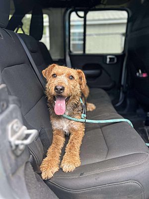 Southbury, CT - Airedale Terrier/Golden Retriever. Meet Diamonds ...