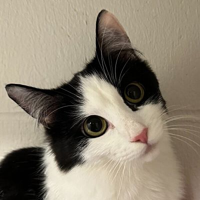 Sheboygan, WI - Domestic Mediumhair. Meet Miata a Pet for Adoption ...