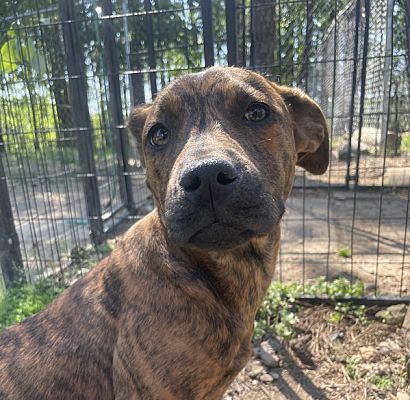 Birmingham, AL - Plott Hound. Meet Mia a Pet for Adoption - AdoptaPet.com