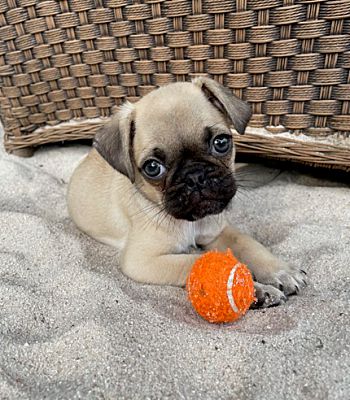 Odessa, FL - Pug. Meet Tulip a Pet for Adoption - AdoptaPet.com