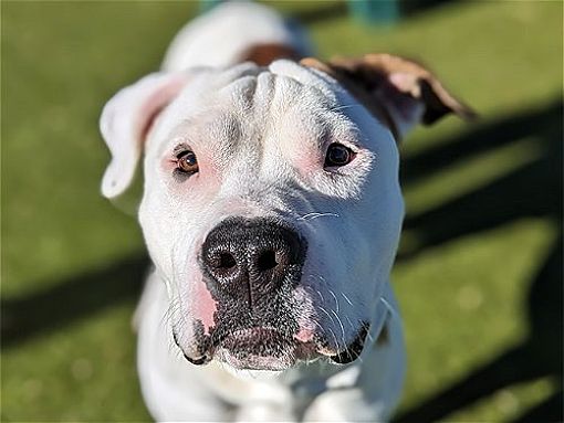 Denver, CO - Pit Bull Terrier. Meet MILO a Pet for Adoption - AdoptaPet.com