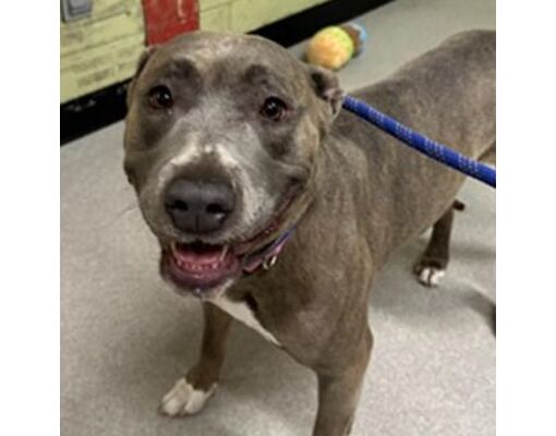 Indianapolis, IN - American Pit Bull Terrier. Meet NOVA a Pet for ...