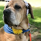 Mastiff Puppies - English Mastiff Puppies and Rescue