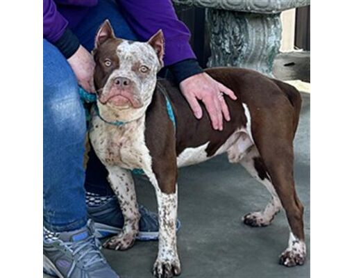Chester, SC - American Staffordshire Terrier. Meet MERLE HAGGARD a Pet ...