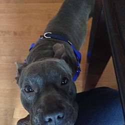 Villa Park, IL - Staffordshire Bull Terrier/Pit Bull Terrier. Meet ...