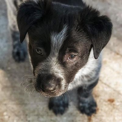 Wimberley, TX - Australian Kelpie/Blue Heeler. Meet Tim a Pet for ...