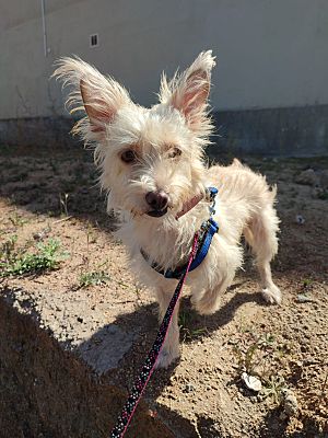 San Diego, CA - Yorkie, Yorkshire Terrier/Border Terrier. Meet Maya a ...