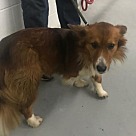 Corgi Puppies - Corgi Rescue and Adoption Near You