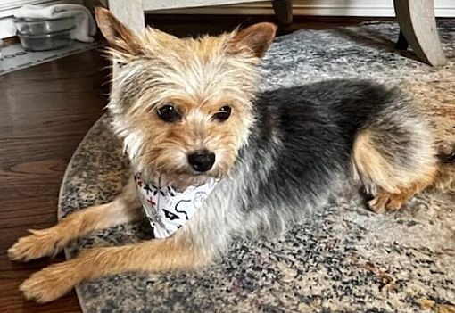 Dallas, TX - Yorkie, Yorkshire Terrier. Meet Alex NKA Charlie a Pet for ...