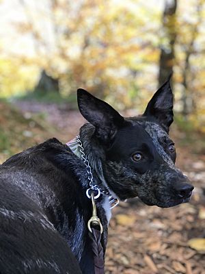 Weaverville, NC - Australian Kelpie/Catahoula Leopard Dog. Meet Scarlet ...