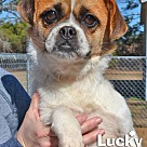 Pug Puppies - Pug Rescue and Adoption Near You