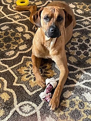 cypress, TX - Rhodesian Ridgeback/Black Mouth Cur. Meet Annie a Pet for ...