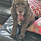 Cocker Spaniel Puppies - Rescue and Adoption Near You