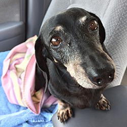 Houston, TX - Dachshund. Meet Doodle Doubleshot a Pet for Adoption ...
