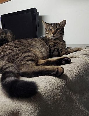 Rochester, NY - Domestic Shorthair. Meet Rumpus Cat a Pet for Adoption ...