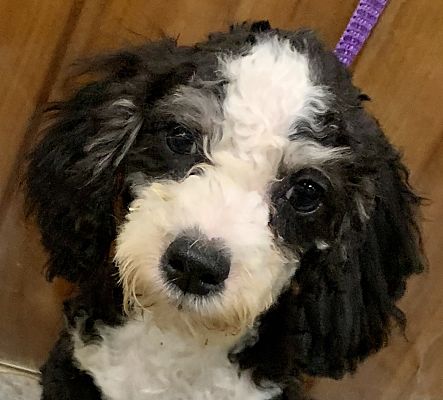 Mishawaka, IN - Miniature Poodle/Bernese Mountain Dog. Meet AMF Butler ...