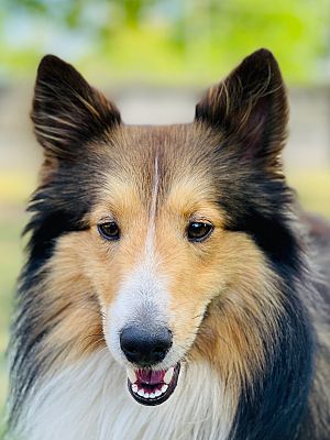 Chesapeake, VA - Sheltie, Shetland Sheepdog. Meet Duke a Pet for ...