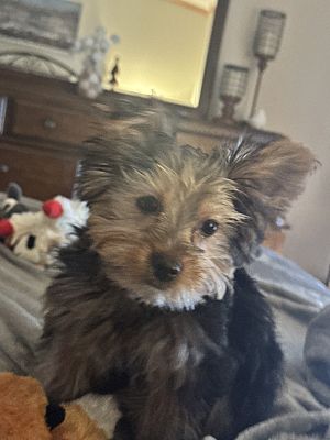 Cedar Springs, MI - Yorkie, Yorkshire Terrier. Meet Leo a Pet for ...