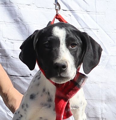 Buffalo, NY - Pointer/Catahoula Leopard Dog. Meet Charlie a Pet for ...