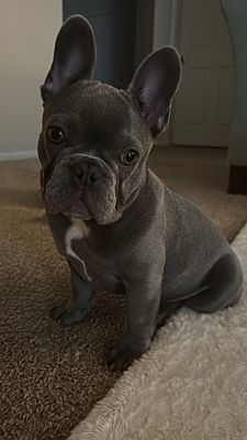 Decatur, GA - French Bulldog. Meet Azure a Pet for Adoption - AdoptaPet.com
