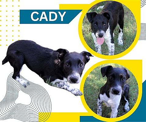 Lindsay, CA - Border Collie/Cattle Dog. Meet Cady a Pet for Adoption ...