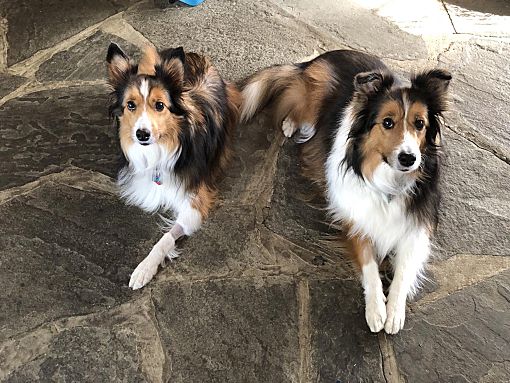 New Castle, PA - Sheltie, Shetland Sheepdog. Meet ADOPTED Angel and ...