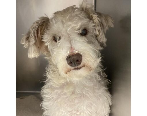 Huntsville, AL - Schnoodle/Mixed Breed (Small). Meet Reggie a Pet for ...
