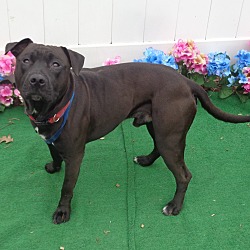 Marietta, GA - Pit Bull Terrier/Labrador Retriever. Meet BATMAN a Pet ...