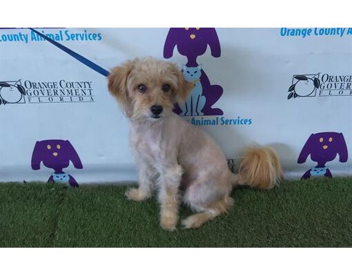 Orlando, FL - Chihuahua/Poodle (Miniature). Meet RUKO a Pet for ...