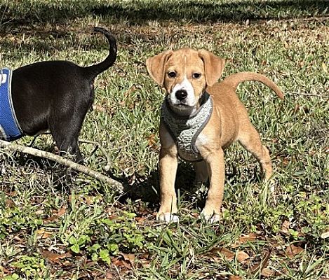Tampa, FL - Boxer. Meet Champagne a Pet for Adoption - AdoptaPet.com