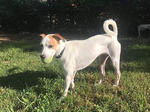 San Francisco, CA - Jack Russell Terrier. Meet BeeBee a Pet for ...