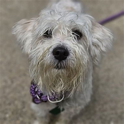 Clarkston, MI - Maltese. Meet Jax a Pet for Adoption - AdoptaPet.com