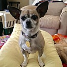 Chihuahua Puppies - Chihuahua Rescue and Adoption Near You