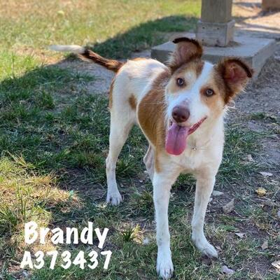 Conroe, TX - Border Collie. Meet BRANDY a Pet for Adoption - AdoptaPet.com