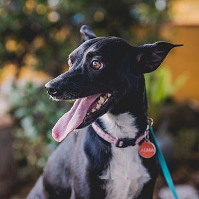Seattle, WA - Italian Greyhound/Xoloitzcuintle/Mexican Hairless. Meet ...