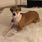 Italian Greyhound Puppies - Rescue and Adoption Near You