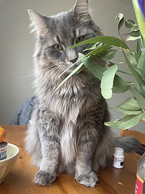 Towson, MD - Domestic Longhair. Meet jinxy a Pet for Adoption ...