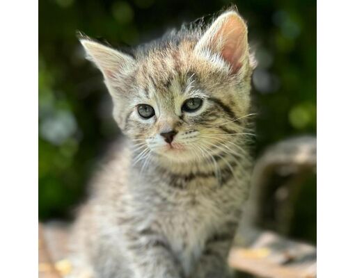 Springfield, OH - Domestic Mediumhair. Meet Althea a Pet for Adoption ...