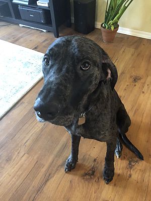 Newport, OR - Great Dane/Goldendoodle. Meet Atticus a Pet for Adoption ...