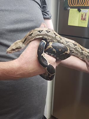 Vista, CA - Snake. Meet Linguini a Pet for Adoption - AdoptaPet.com