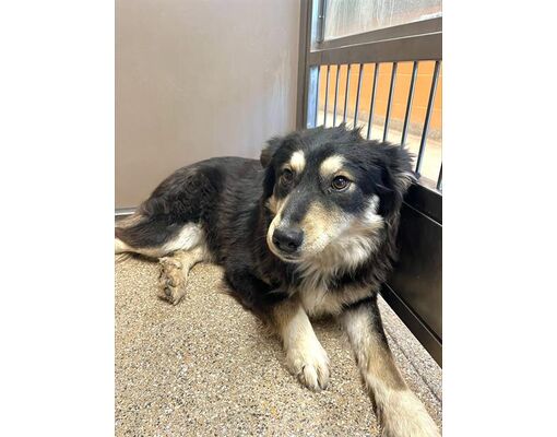 Albuquerque, NM - Australian Shepherd. Meet WENDY a Pet for Adoption ...