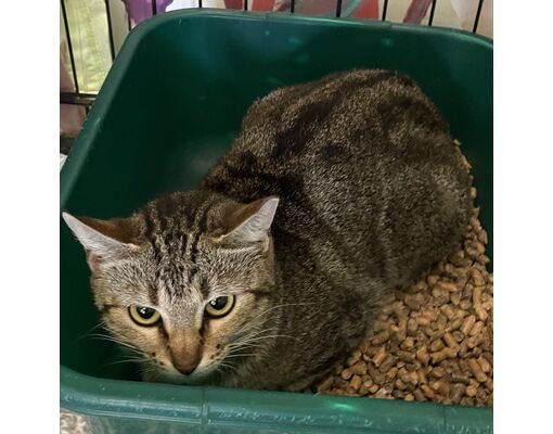 Lake Jackson, TX - Tabby. Meet Flo Kitty a Pet for Adoption - AdoptaPet.com