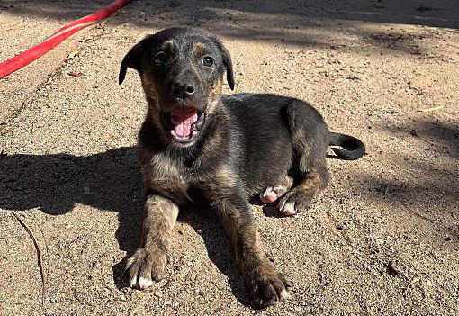 Ridgecrest, CA - German Shepherd Dog/American Pit Bull Terrier. Meet ...