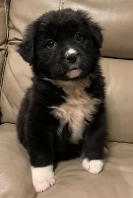 Smithfield, NC - Border Collie. Meet Storm a Pet for Adoption ...