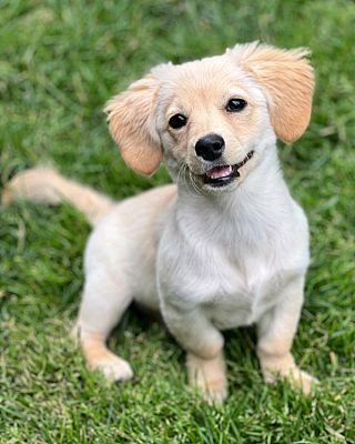 Novato, CA - Spaniel (Unknown Type)/Chihuahua. Meet Chicha a Pet for ...