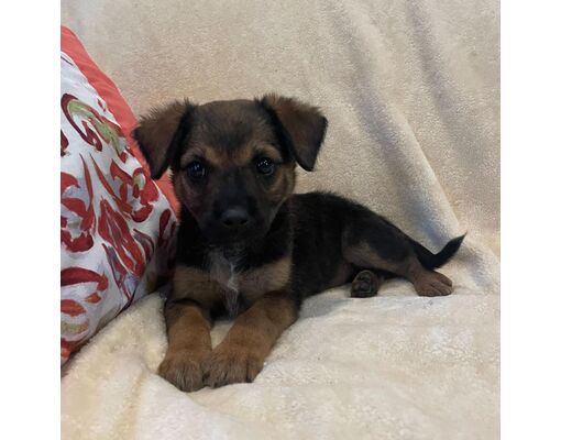 Carencro, LA - Papillon/Mixed Breed (Medium). Meet Itsy a Pet for ...