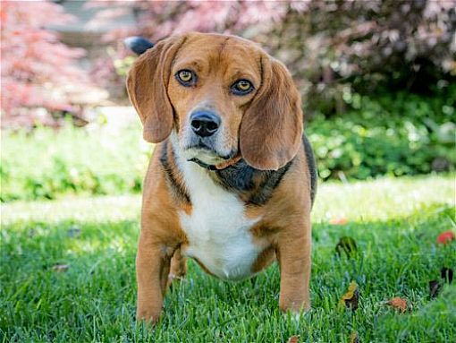 Charlotte, NC - Beagle. Meet JESSIE JANE LUVS PEOPLE a Pet for Adoption ...