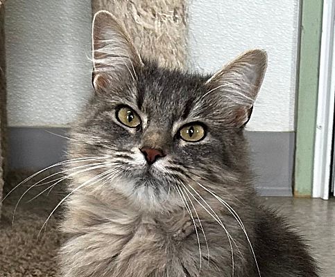 Springfield, VT - Maine Coon. Meet Silky a Pet for Adoption - AdoptaPet.com