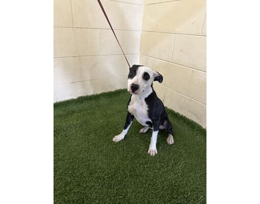 Winter Haven, FL - American Bulldog. Meet A1192163 a Pet for Adoption ...