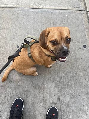 Jersey City, NJ - Puggle. Meet Tully a Pet for Adoption - AdoptaPet.com